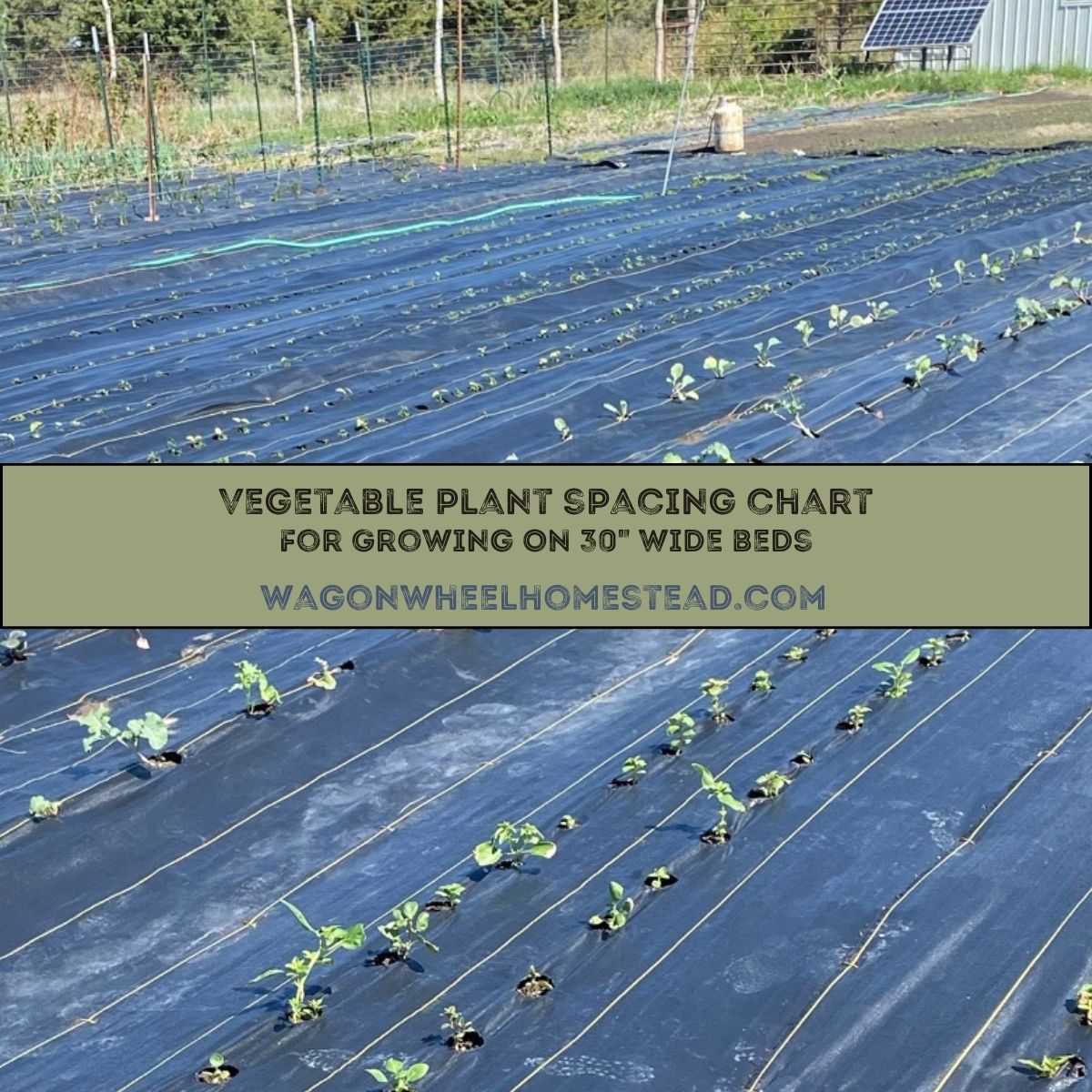 Best Vegetable Gardening Tips For Beginners & Experts - Ministry of the ...